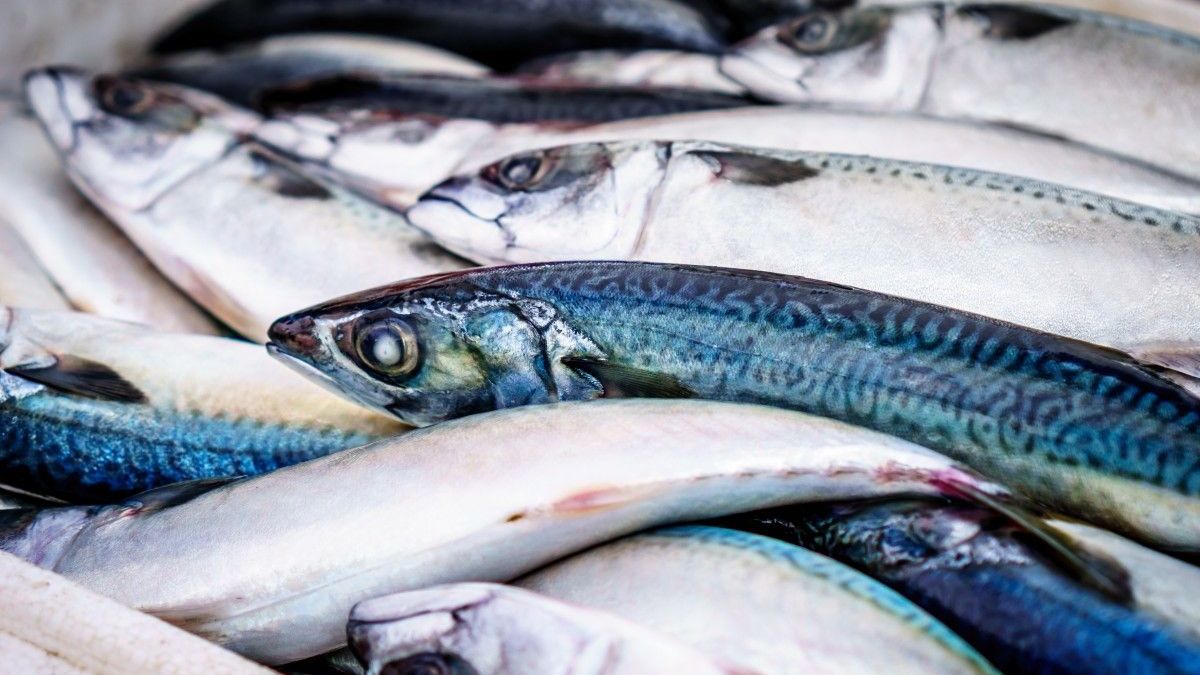 Pescadores artesanales refutan a Sernapesca y acusan campaña para ...