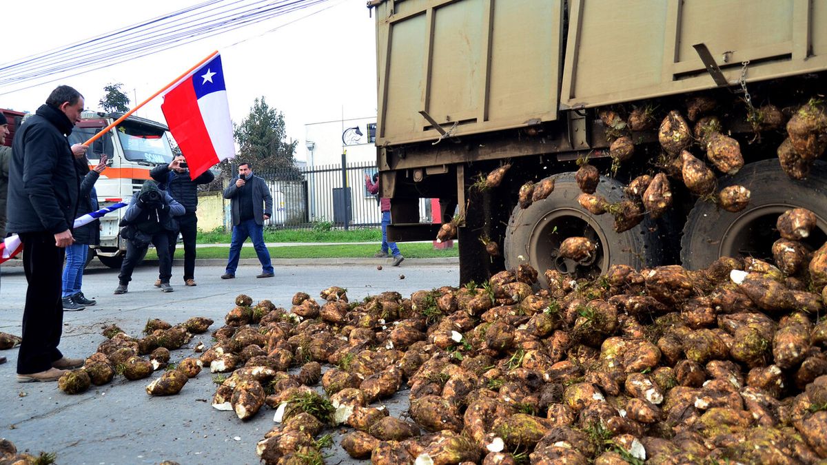 Crisis de la remolacha: Iansa decide no comprar más este producto en ...