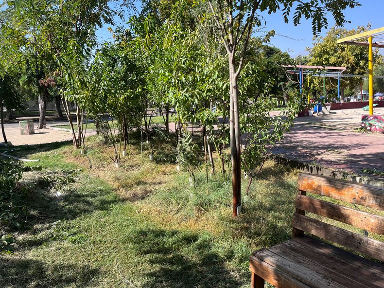 Bosque por la Memoria en Macul enfrenta deterioro: denuncian basura y ...