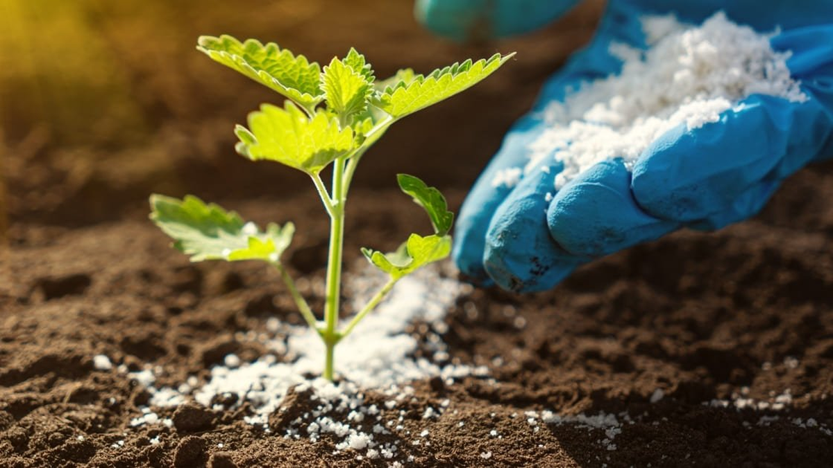 Bioeconomía circular ante la crisis climática: el modelo que convierte ...